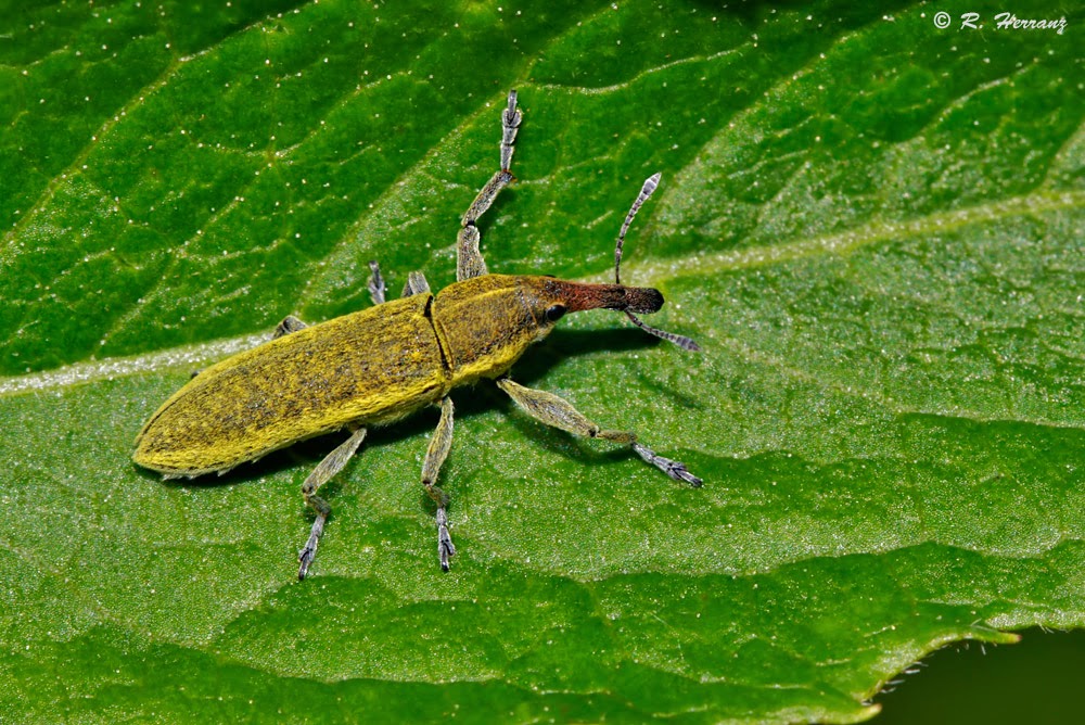 fotosricardo-h: GORGOJOS (COLEÓPTERA : CURCULIONOIDEA) II - Weevils II
