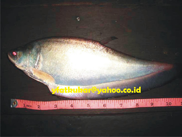 Belida (Featherback / Chitala chitala)