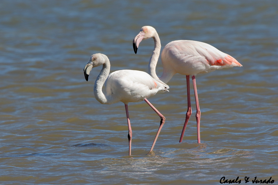 CRÒNIQUES NATURALISTES: FOTOS D'OCELLS AQUÀTICS