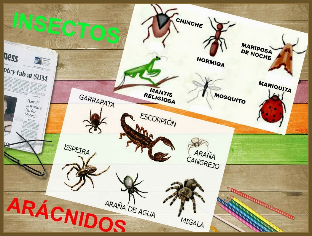 Susurrando Poemas: ¿ Insectos o arácnidos?