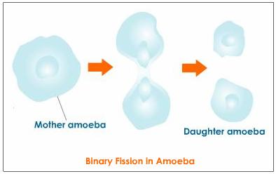 Binary Fission Bacteria Amoeba Prokaryotic Organisms