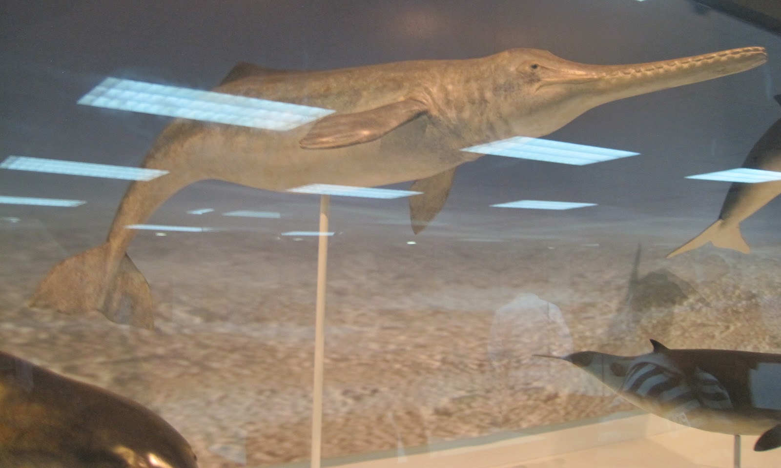 El Pensieve de Dinorider: Squalodon en Perú .... Y NO, NO ES UN BUFEO!!