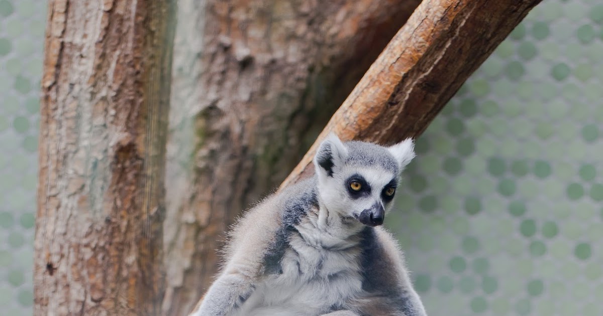 ¿Bioaprendemos?: Los Grandes Simios