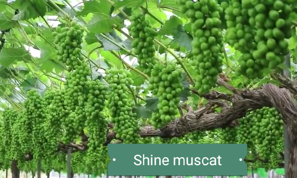 mams garden nursery: Anggur Shine Muscat(Green Seedless)