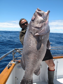 Big Fishes of the World: HAPUKA (Polyprion oxygeneios)
