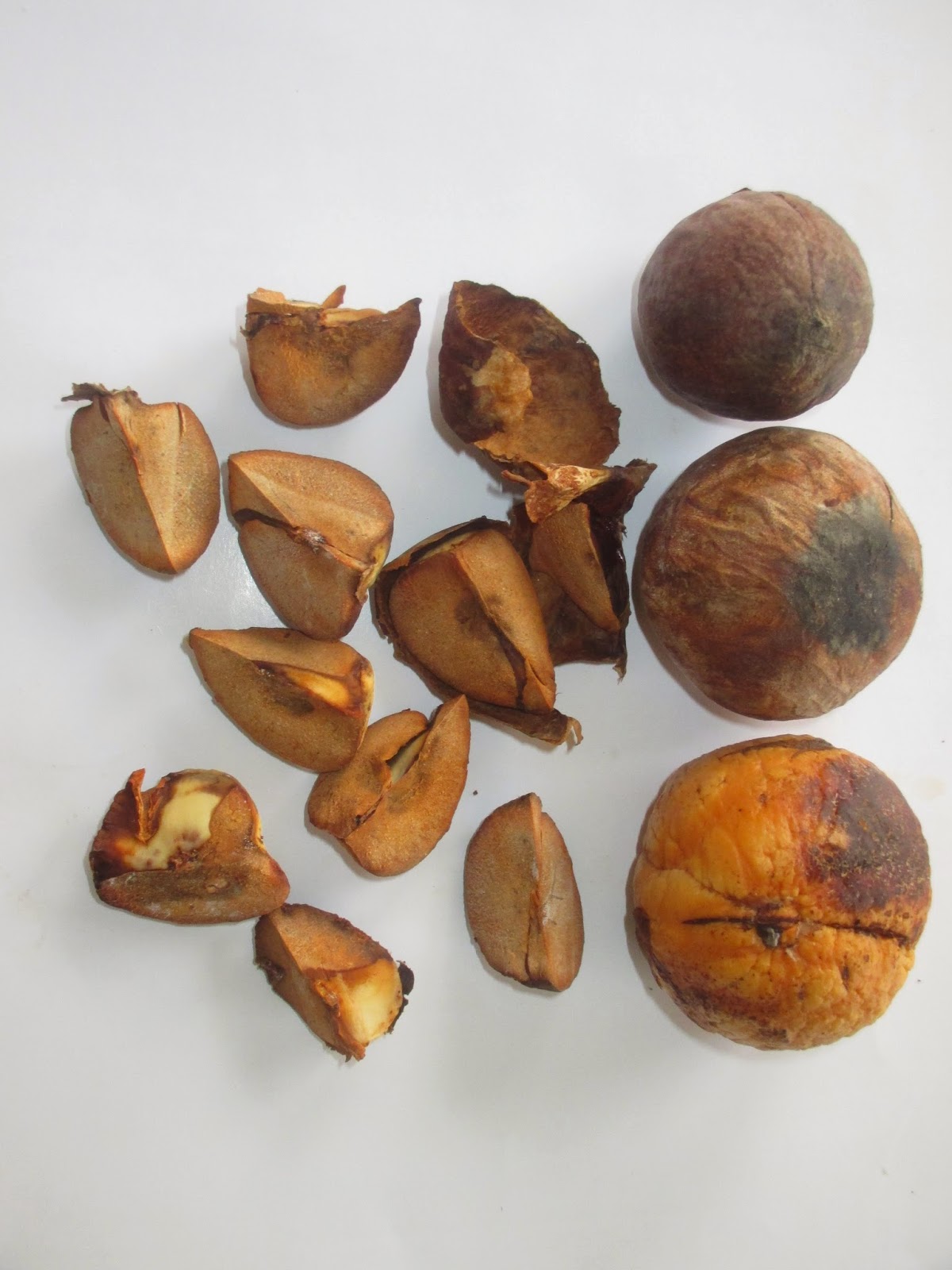 Jangan Sepelekan Biji Alpukat ~ TOPAZZZ