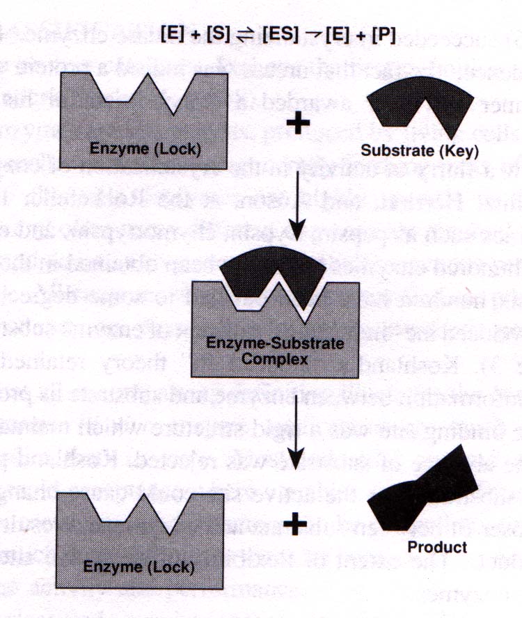 Daily Activity: Pengertian dan Peranan Enzim