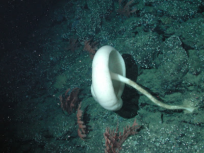 Real Monstrosities: White Mushroom Sponge