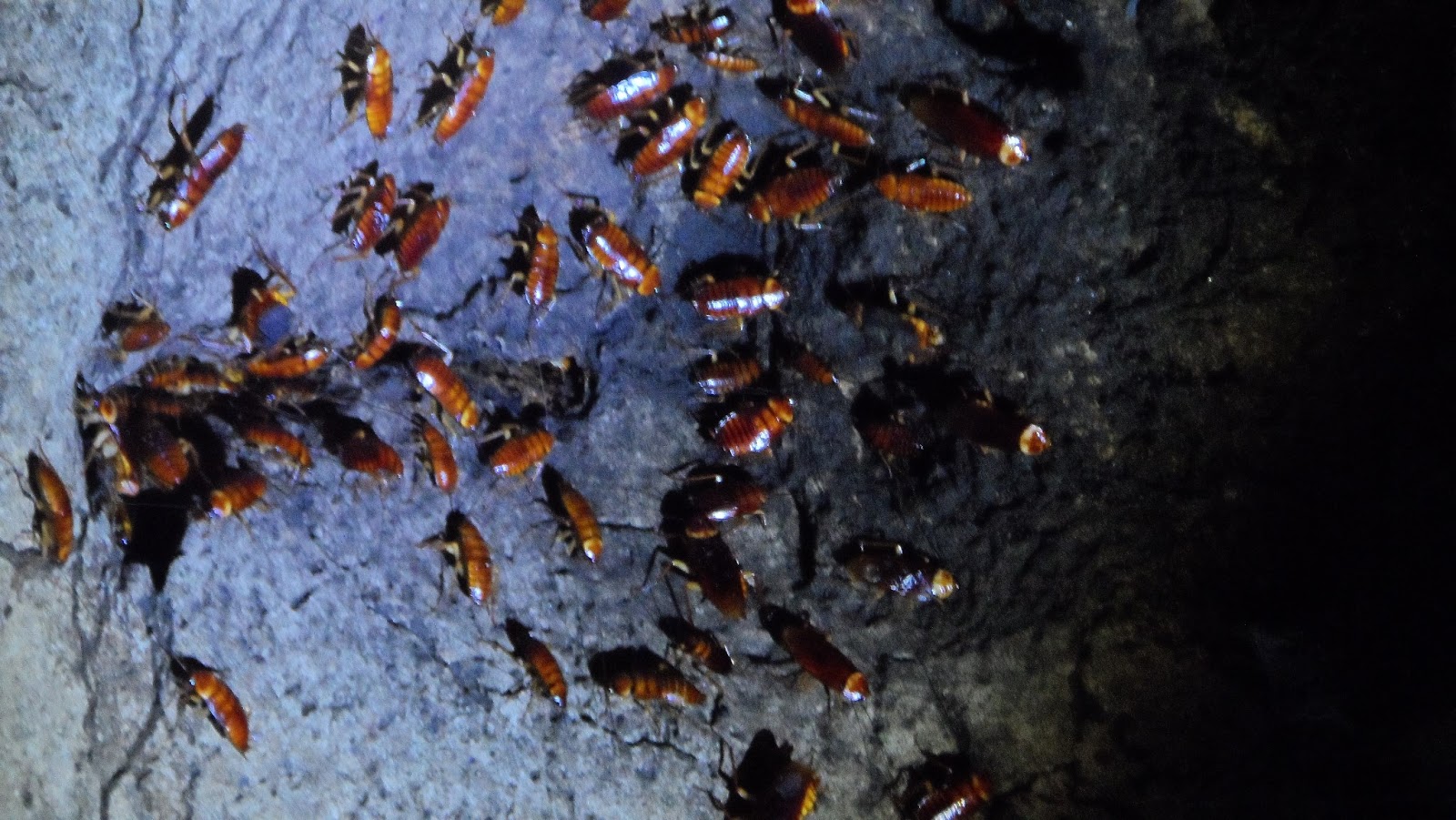 Barking Mad Meanders: Beautiful Borneo - Gomantong Cave