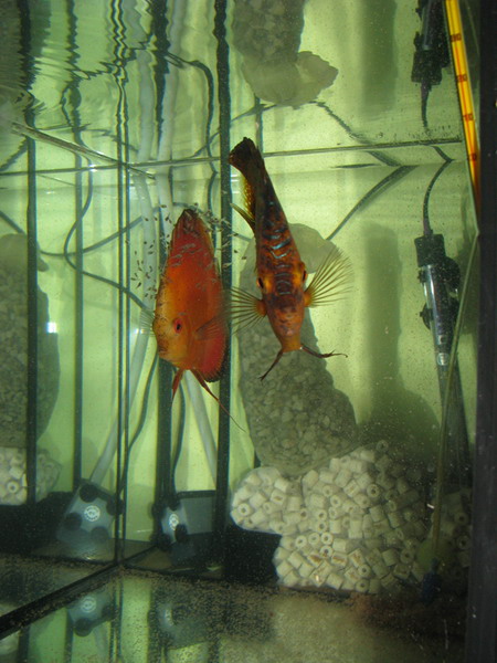 milloske-discus: Uparivanje i mrest riba