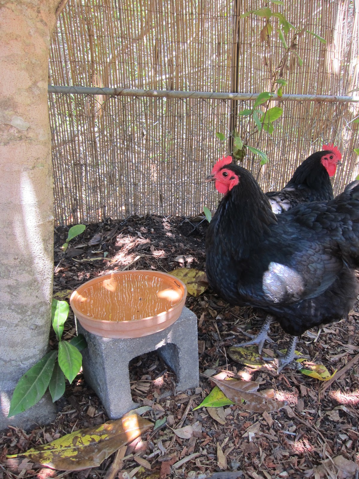 Chickens And Other Simple Pleasures: Chicken Pen Hygiene