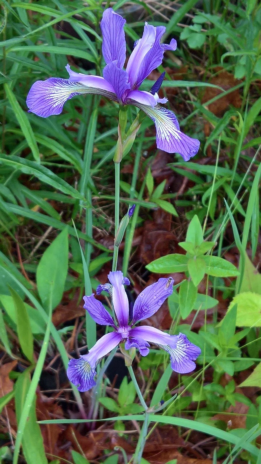 South Jersey Native Plants