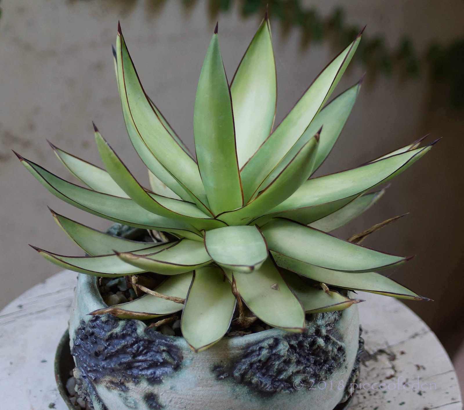 All The Agaves 2018 Edition