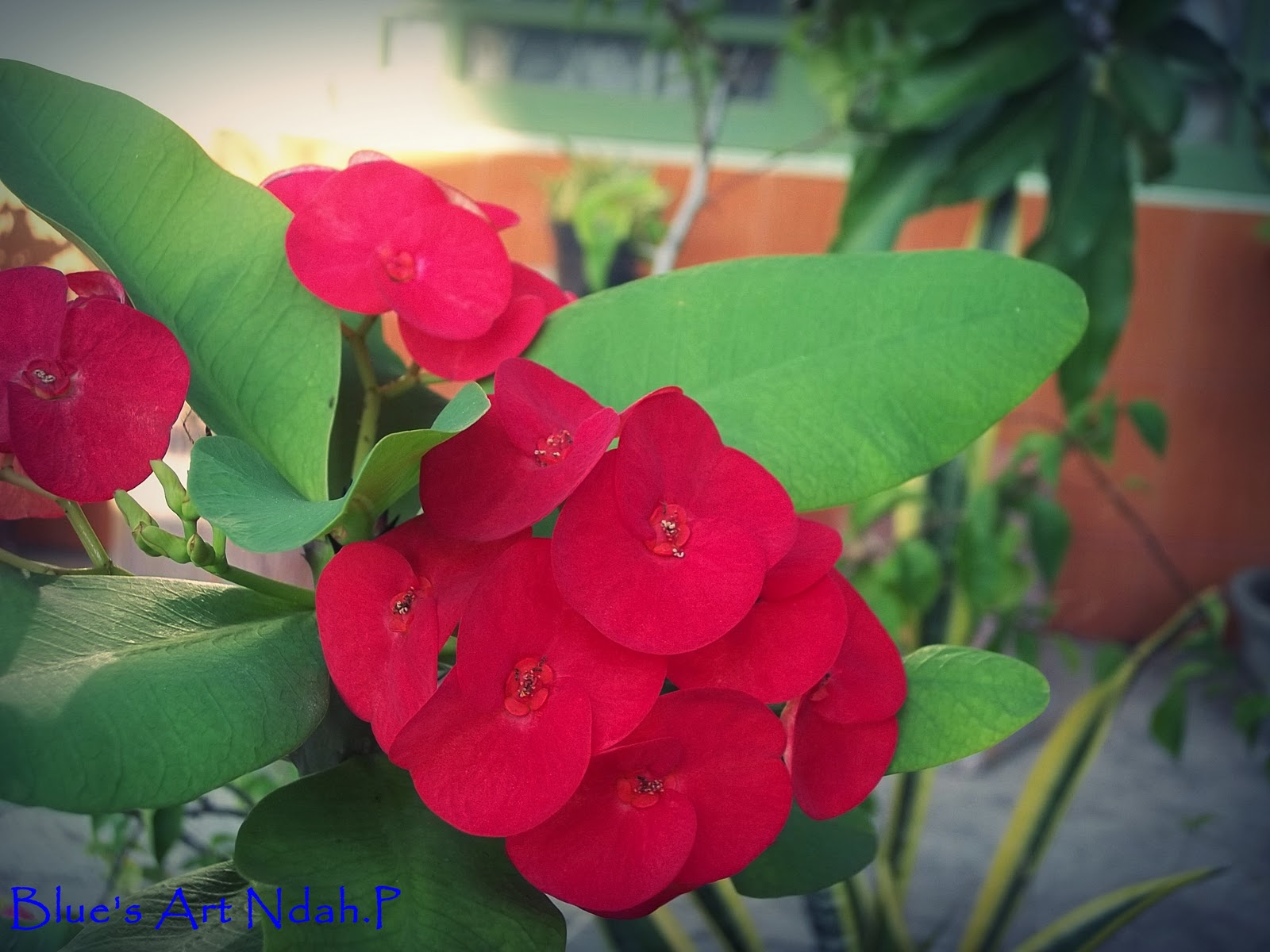 My Blue World: Garden Flower's