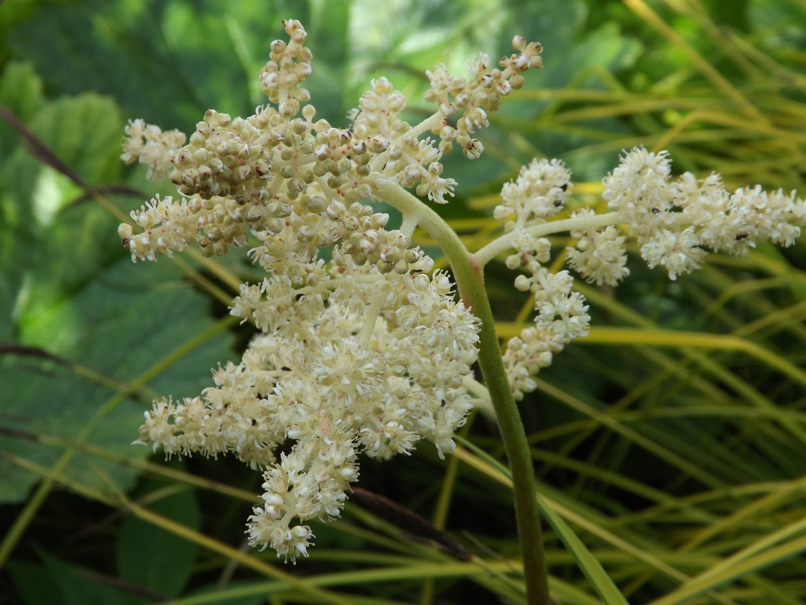 Le Jardin de la Salamandre: Astilboides tabularis