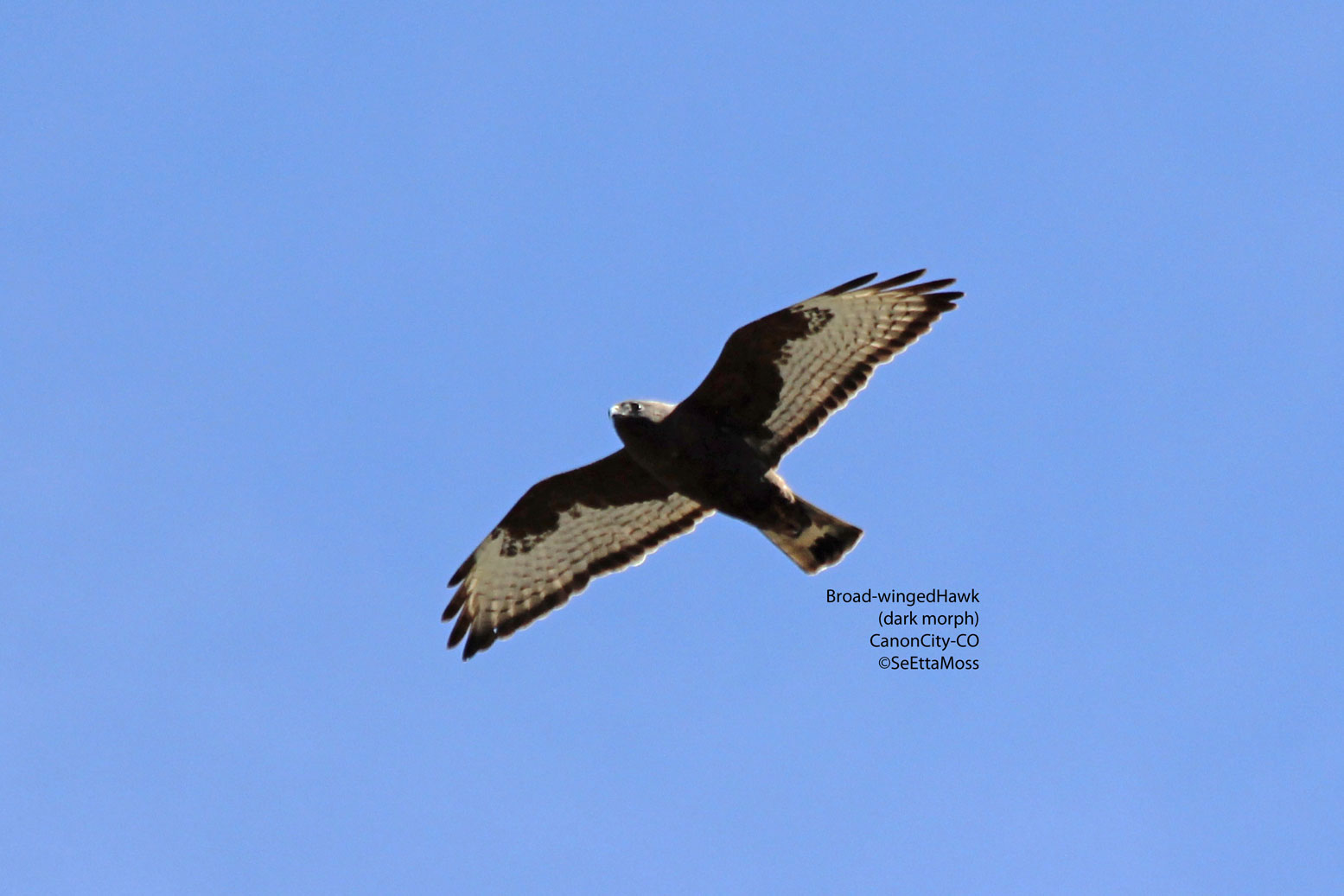Another photo of dark morph Broad-winged Hawk