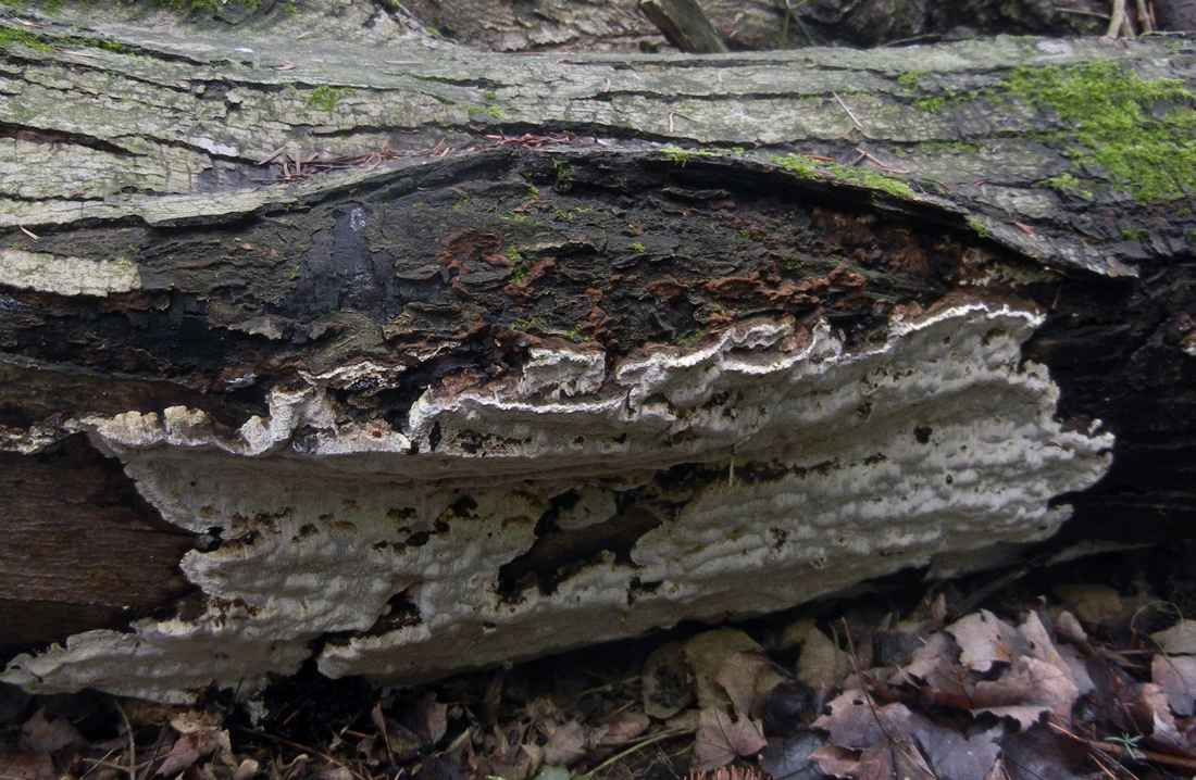 Weird and Wonderful Wild Mushrooms: Nature's Spray Paint: Inonotus ...