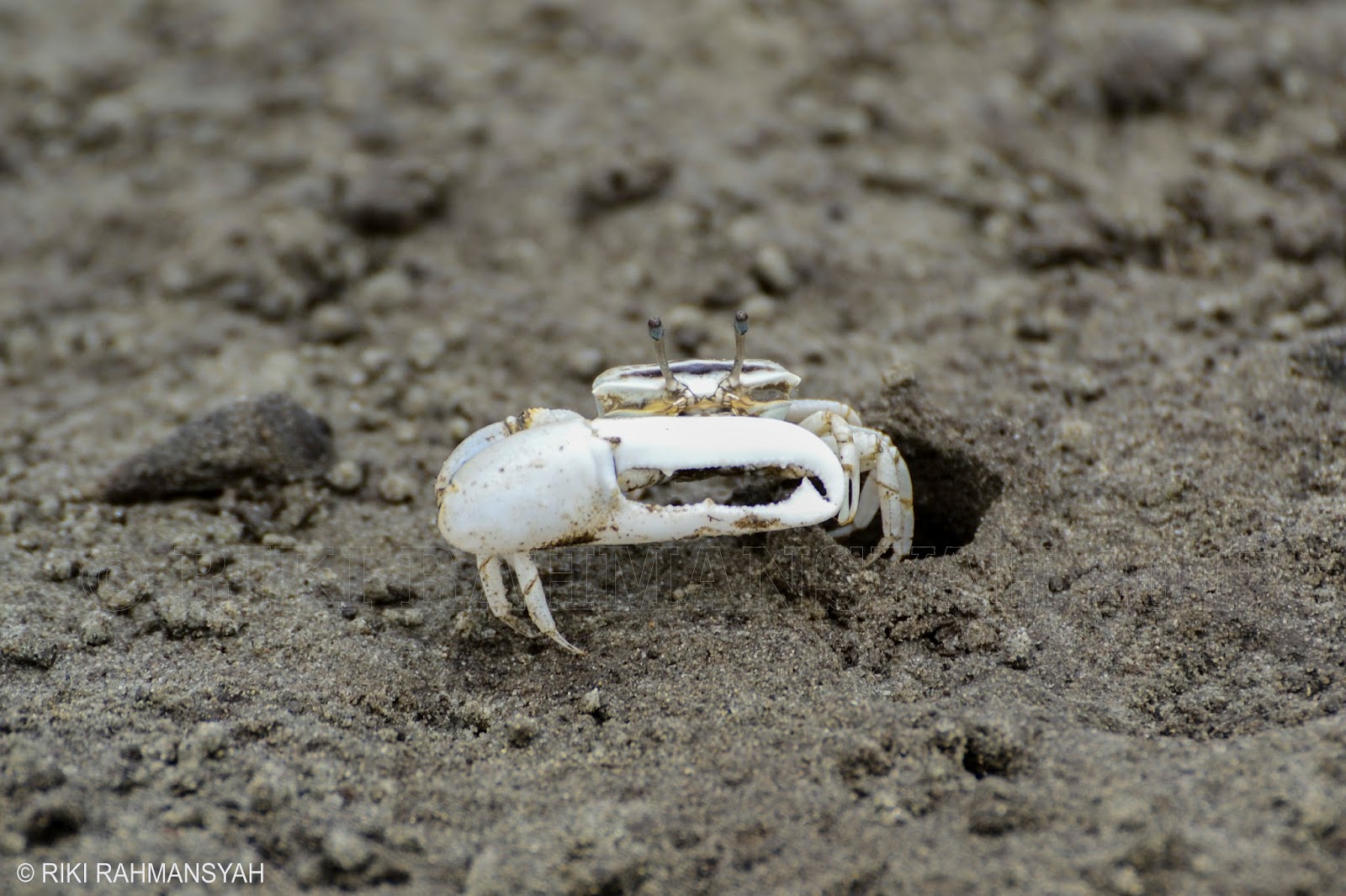 Kepiting Biola (Uca spp)