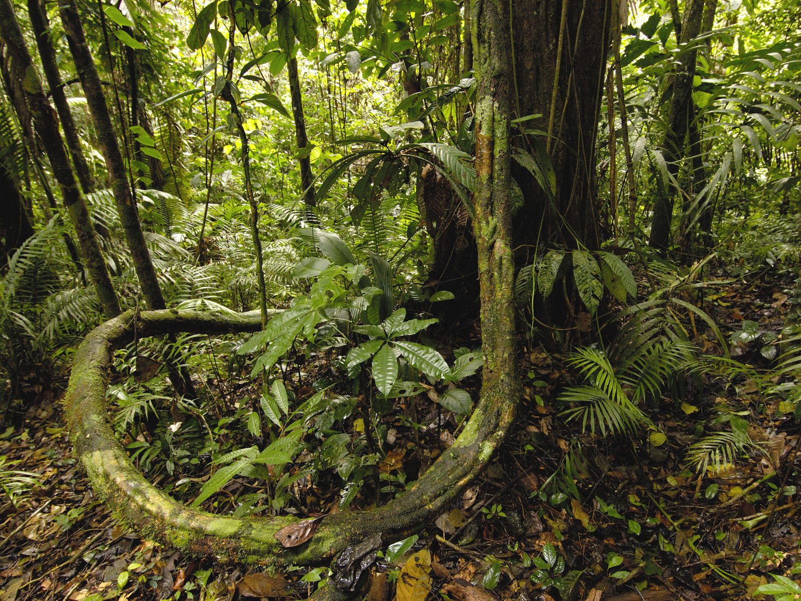 Our Planet Earth - The Blog: Amazon Forest - Lungs of Mother Earth