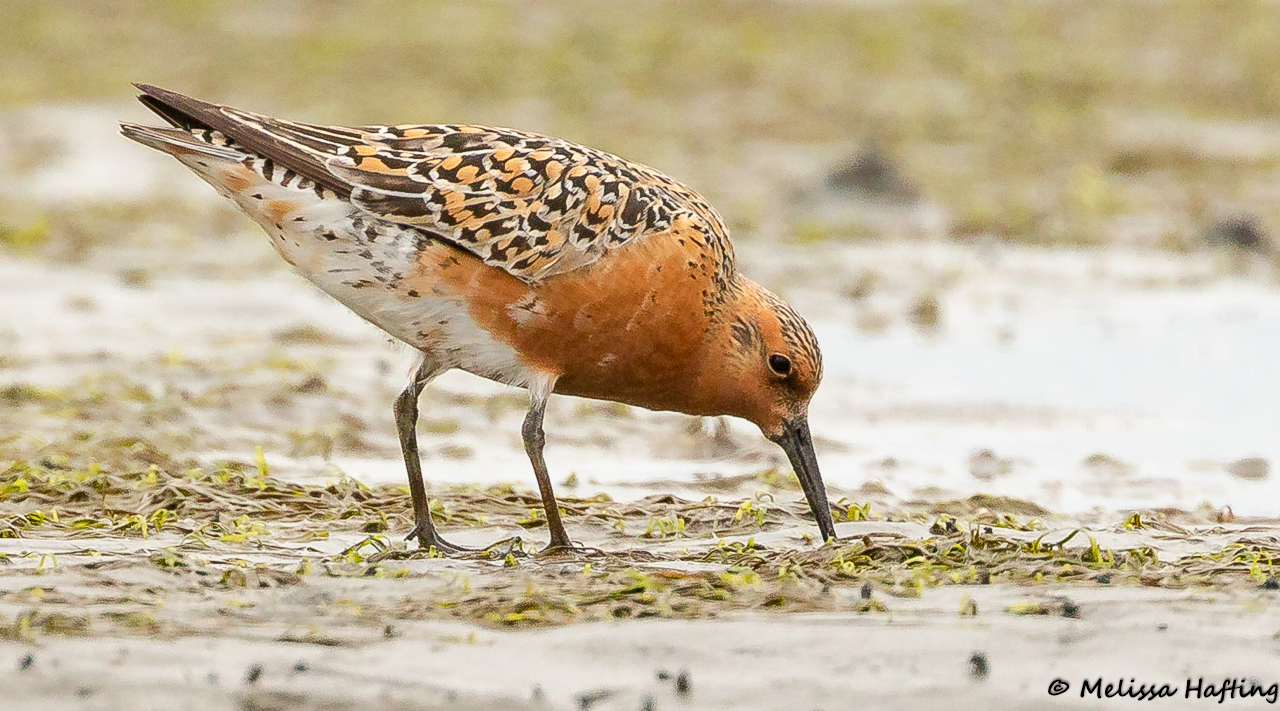 RED KNOT EXTRAVAGANZA!