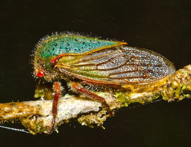 Here's a Bug That Gives Birth to Rainbows | Featured Creature