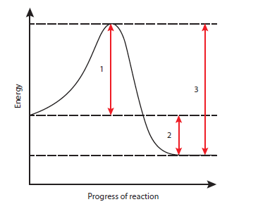 #22 Summary of Enzymes | Biology Notes for A level