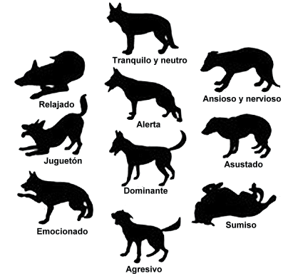 Todo Mascotas Concepción: 10 posturas de los perros que debes conocer