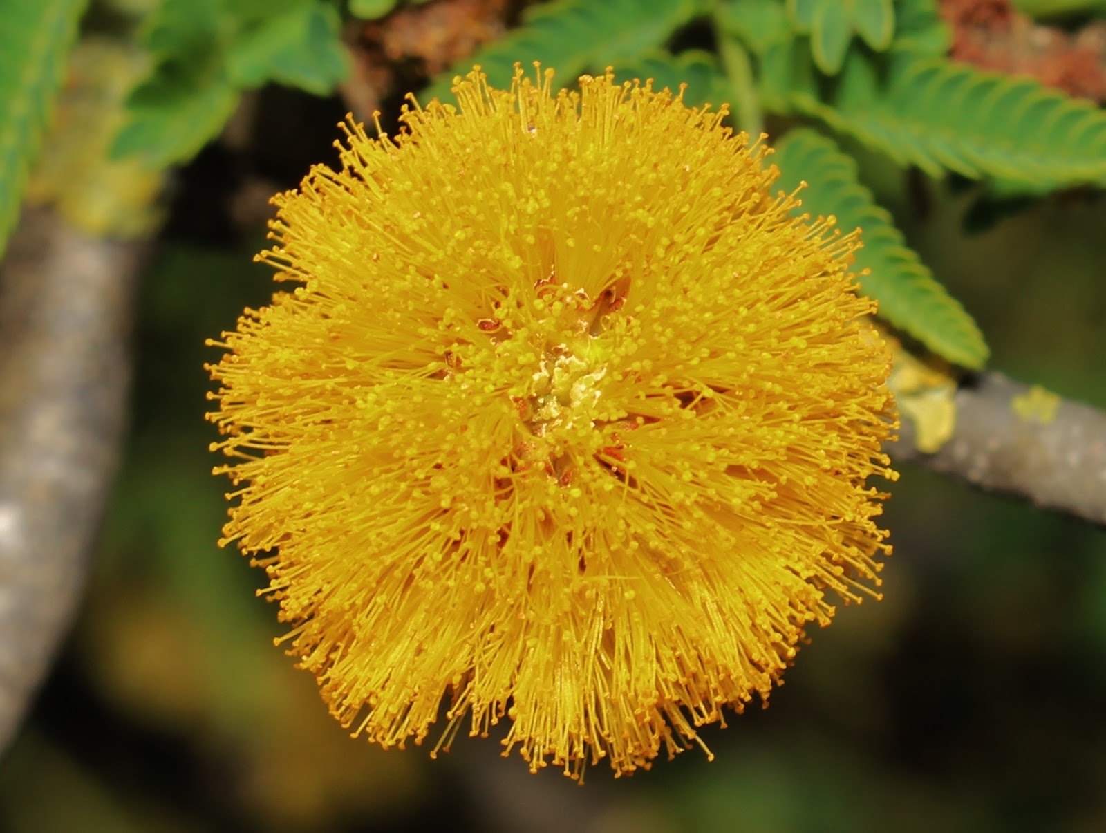 Biodiversity of Cyprus by NGO Protection of the Natural Heritage and ...