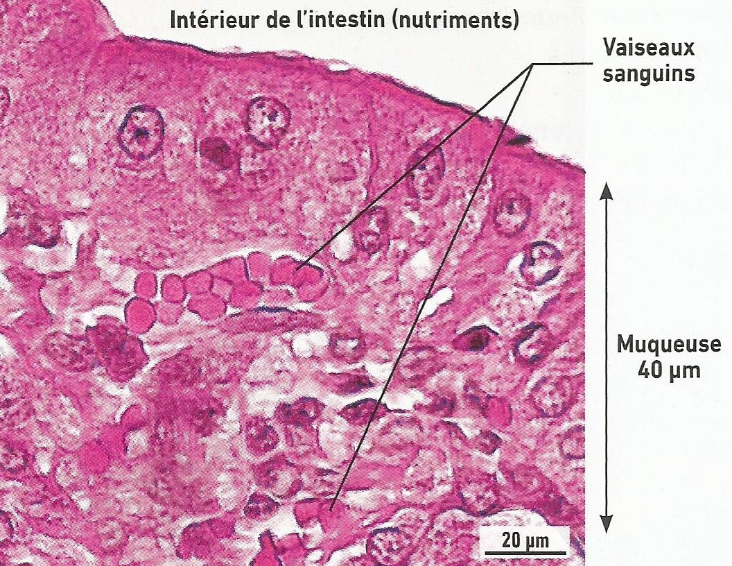 Les barrières naturelles de l'organisme | Les SVT à Georges Gironde