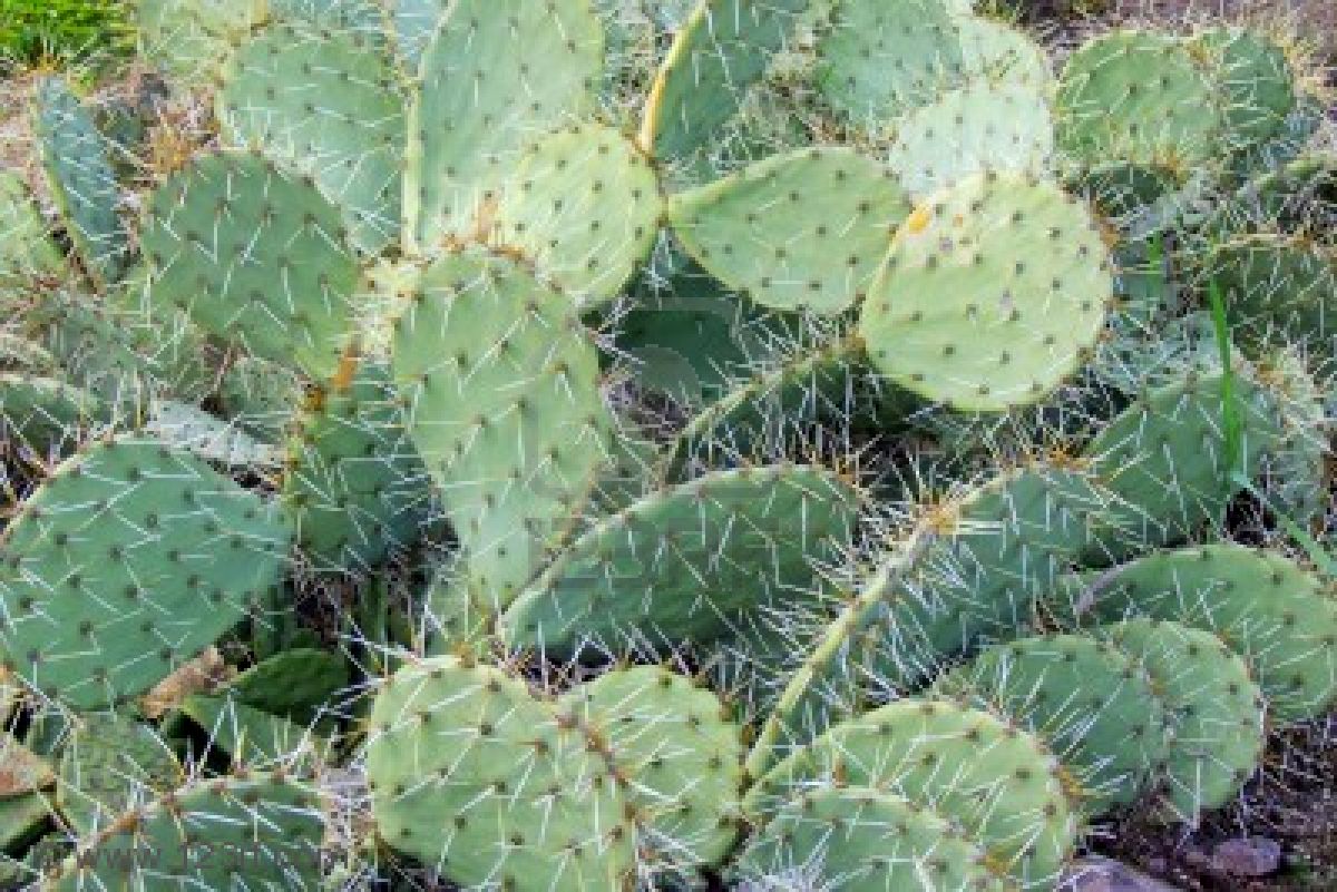 Fauna y Flora ecuatoriana: abril 2011