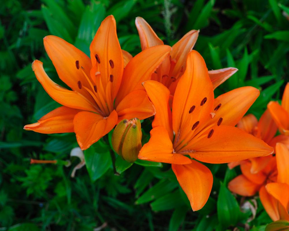 ARTE Y JARDINERÍA : AZUCENA. Lilium. Bulbos de temporada en el jardin
