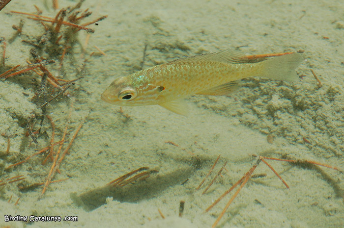 Birding Catalunya: Fauna autòctona present al parc