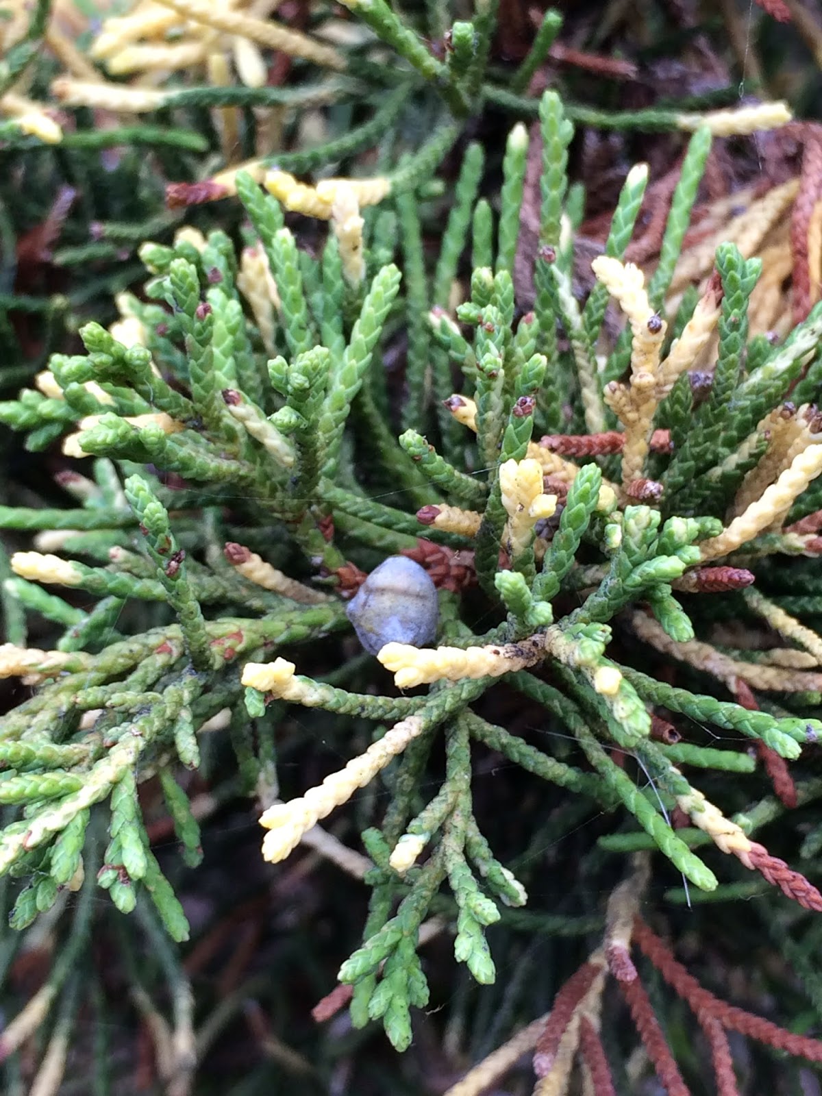 Trees of Santa Cruz County: Juniperus chinensis 'Kaizuka Variegata ...