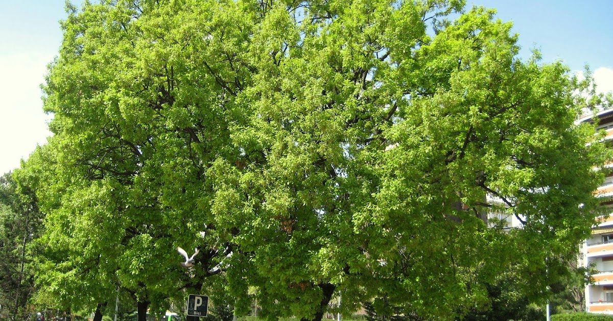 Árboles con alma: Roble pubescente. Roure Martinenc. (Quercus humilis)