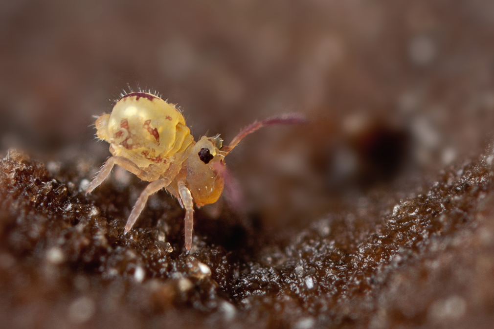 phils photographic adventures: Springtail Madness jan 22nd