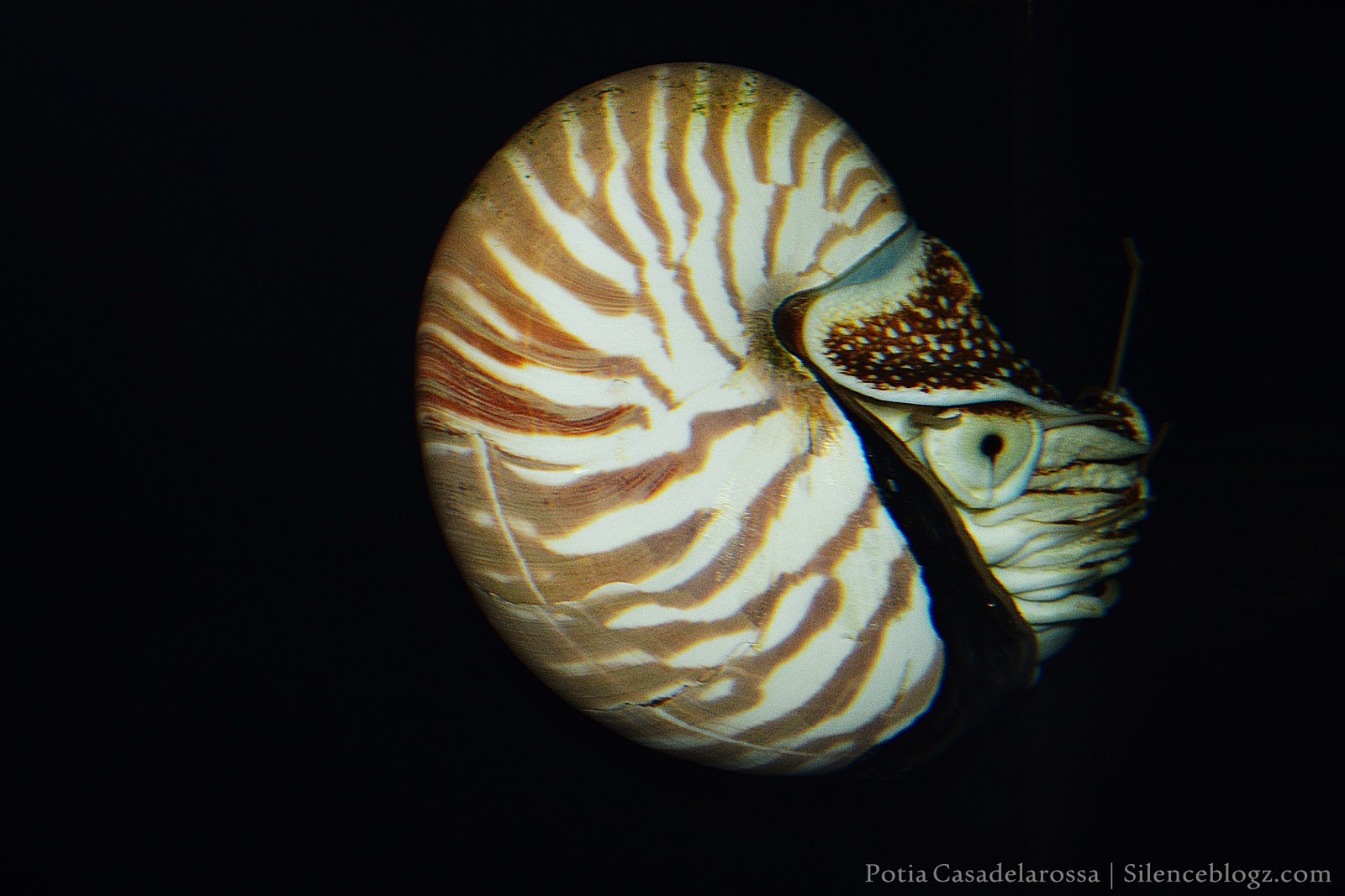 Fosil Hidup - Pearly Nautilus Hidup Jutaan Tahun - Blogger2u