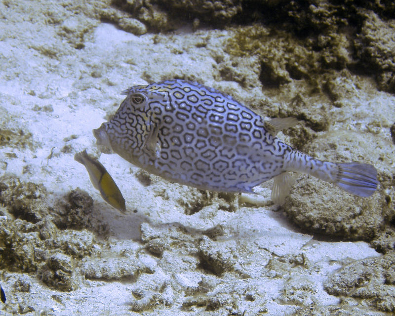 Animal World of Water: Honeycomb Cowfish