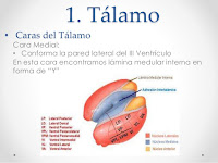 El Tálamo-parte del Diencéfalo: Anatomia y función