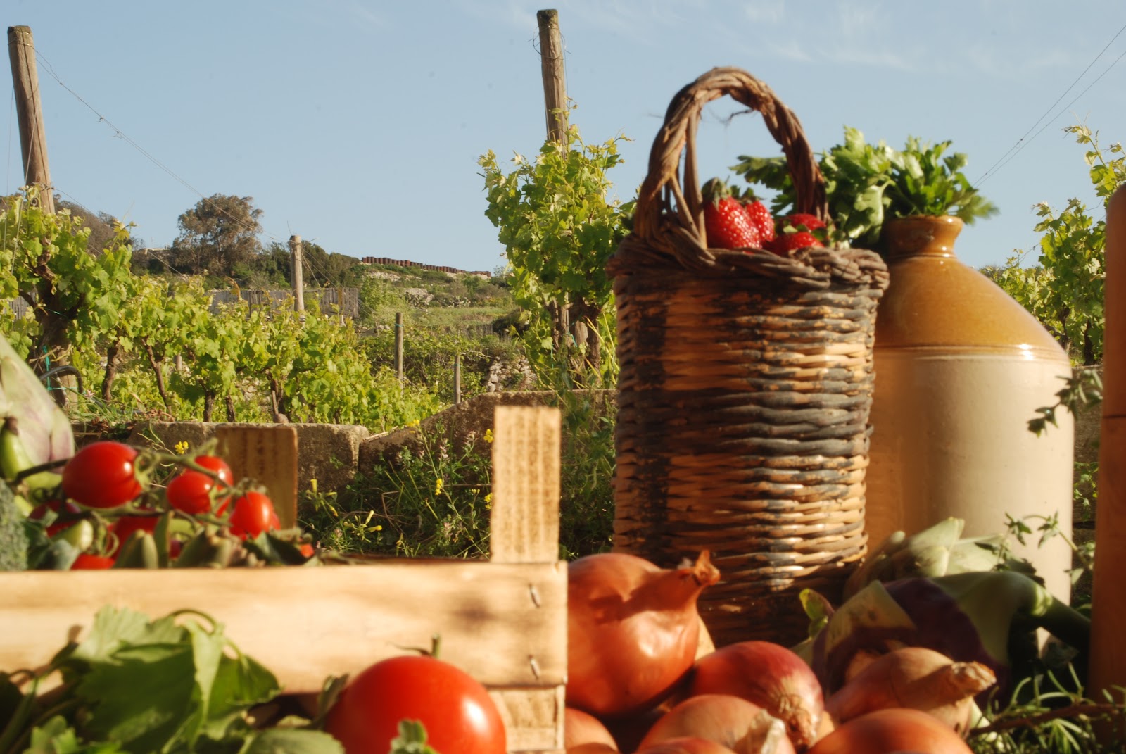 Merill Eco Tours: Spring at its best in Malta!