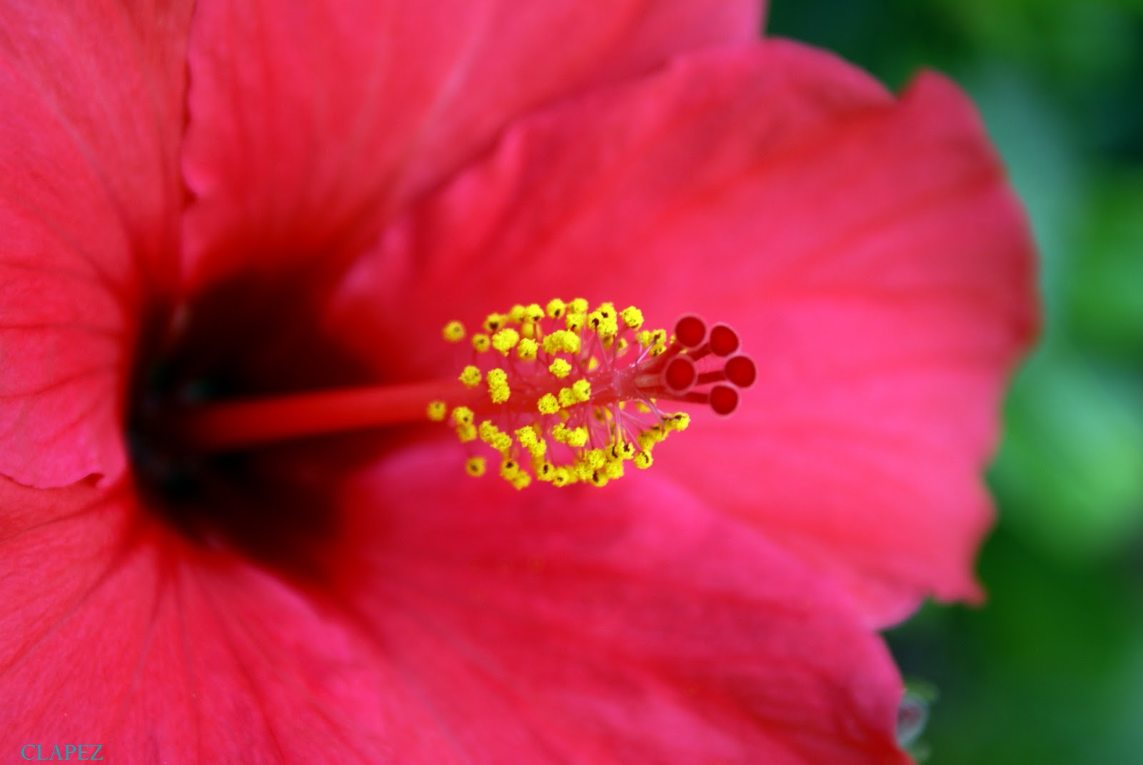 Objetivofotograf@s: Pistilo