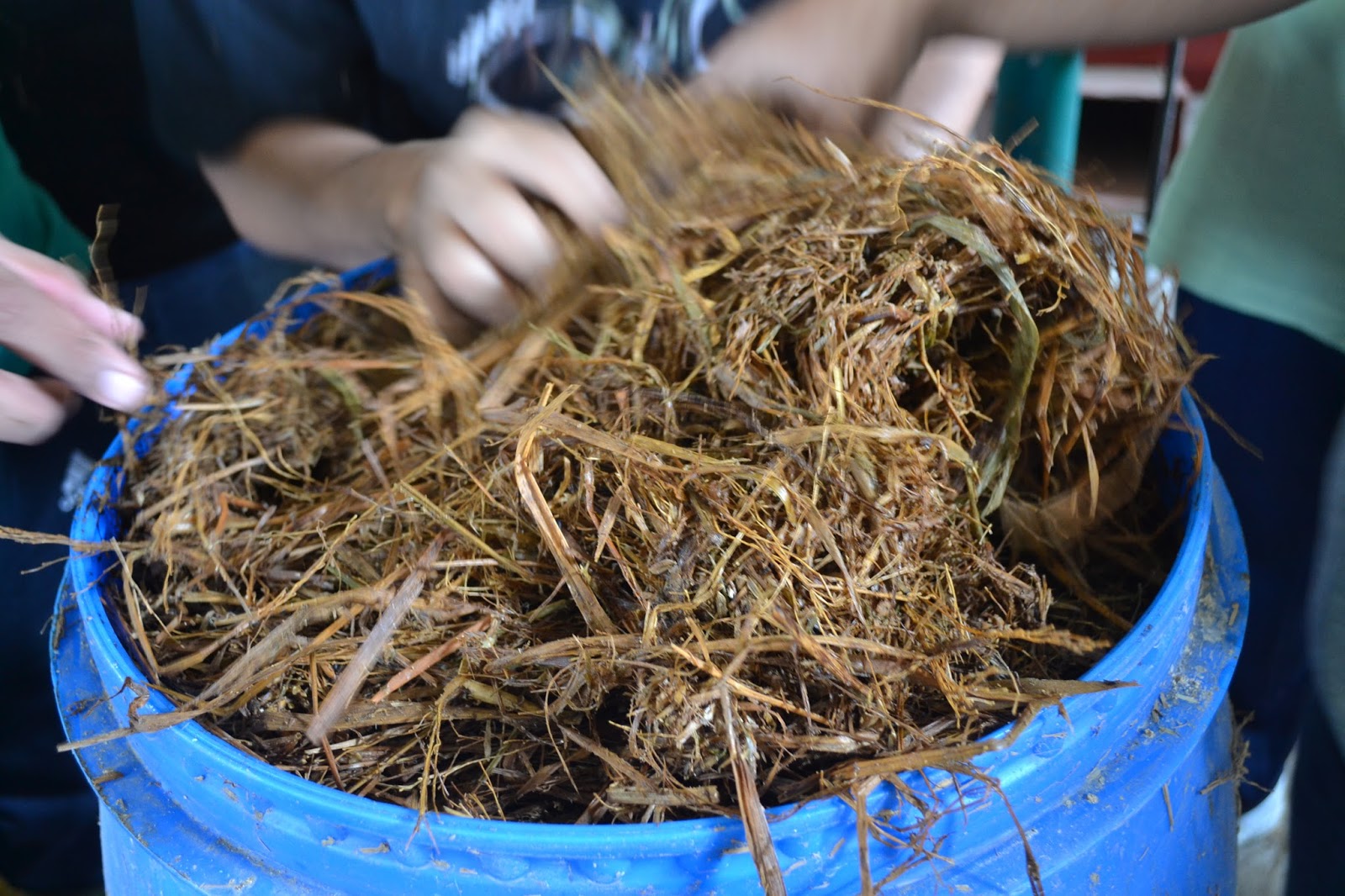 Jejak Penyuluh: Cara Membuat Silase Jerami