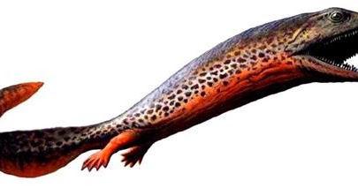 Blog de la Vida Prehistórica: Crassigyrinus