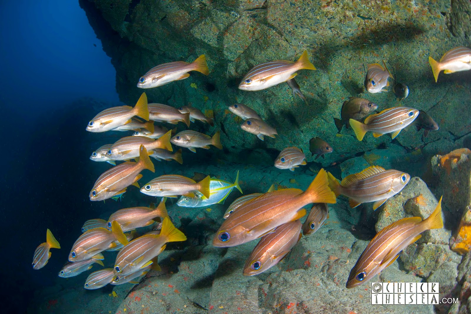 Check the Sea. Web de buceo y fotografía submarina de las Islas ...