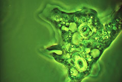 Pauline's Pirates & Privateers: Sea Monsters: Rare but Deadly