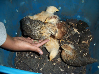 CJA Agriculture: The Chickens at Six Weeks Old