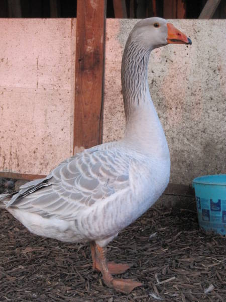 Breed Savers: Steinbacher Geese