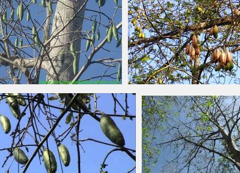 Pohon randu : klasifikasi, morfologi, dan manfaat pohon randu - Blog ...