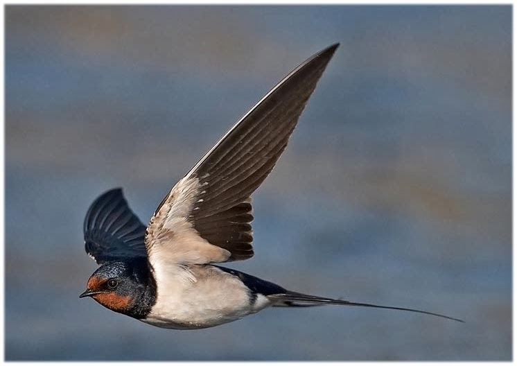 Lope de Vega Clásico: "Andolina"
