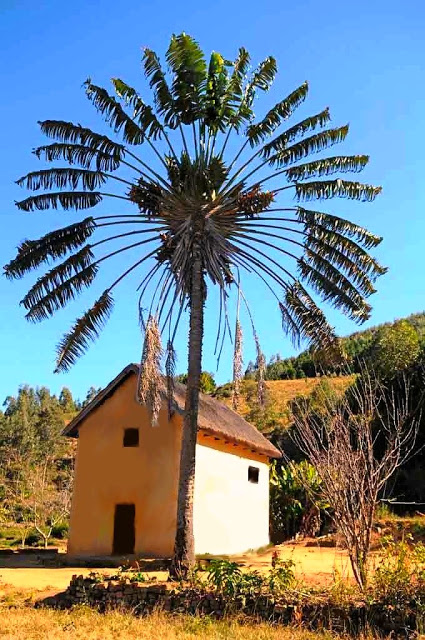 "S" obéit et "R" agit: Ravinala madagascariensis