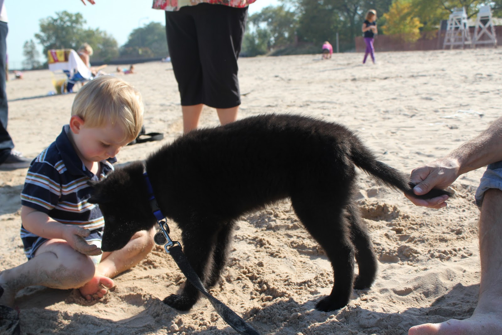 Puppies and Boys Who Drop Trou at the Beach | Motherhood and More
